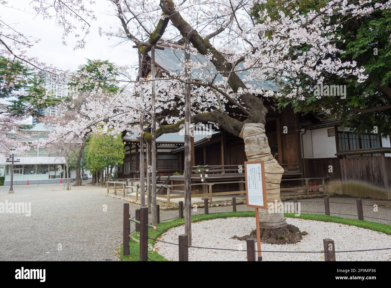 Sample tree of Somei-Yoshino cherry blossoms at Yasukuni Shrine in ...
