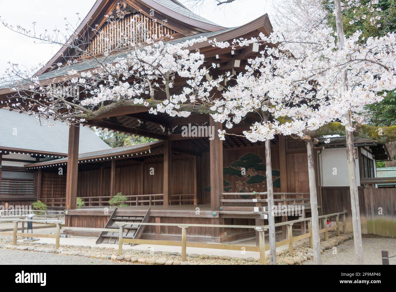 Ancient tree sample hi-res stock photography and images - Alamy