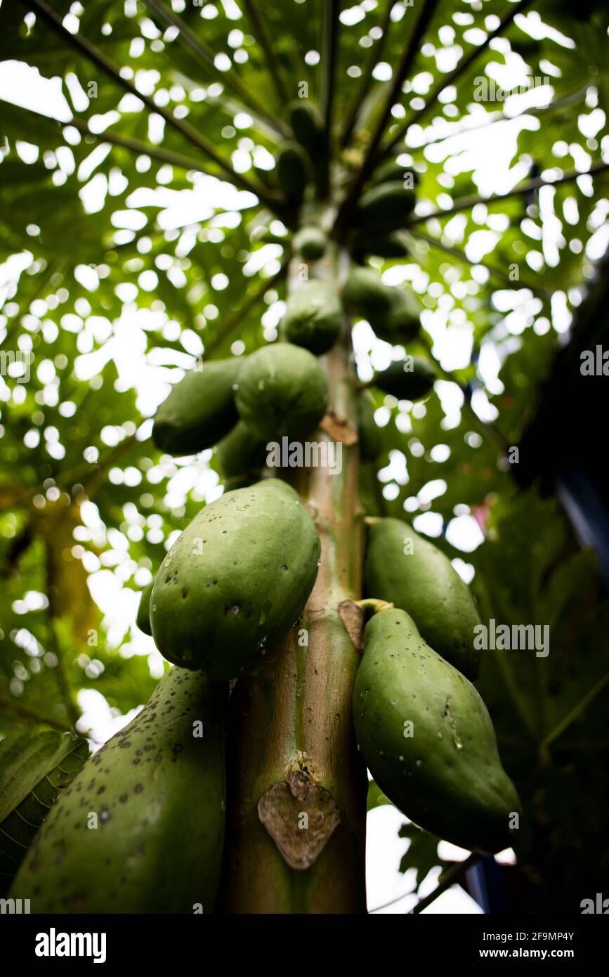 Papaya hanging from a tree hi-res stock photography and images - Alamy