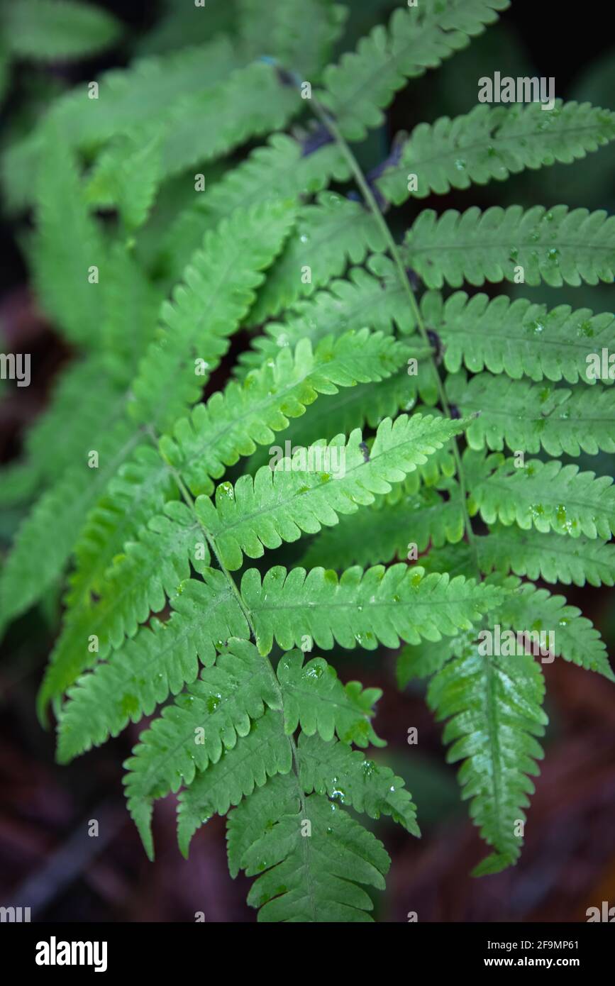 Non Flowering Plants Fern