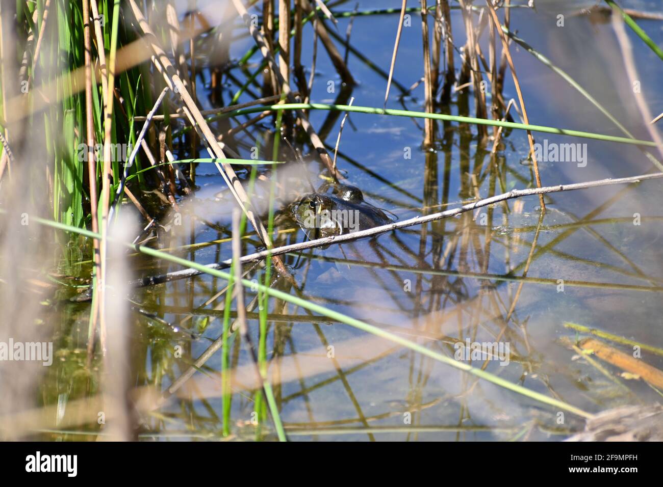 American bullfrog in grass hi-res stock photography and images - Alamy