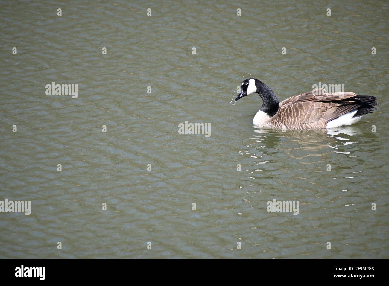 Canadian Goose on water Stock Photo - Alamy