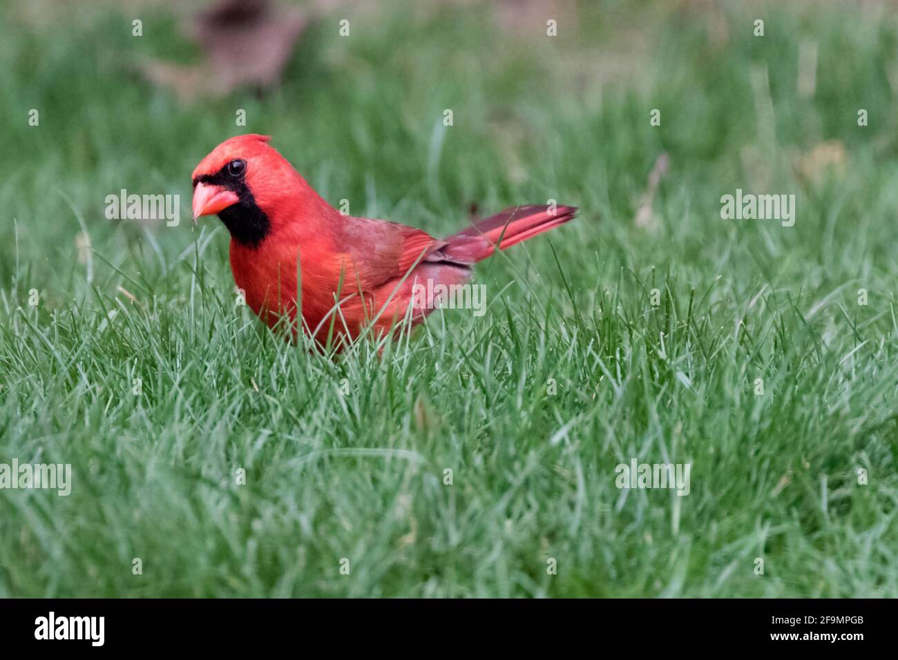Canadian cardinal male hi-res stock photography and images - Alamy