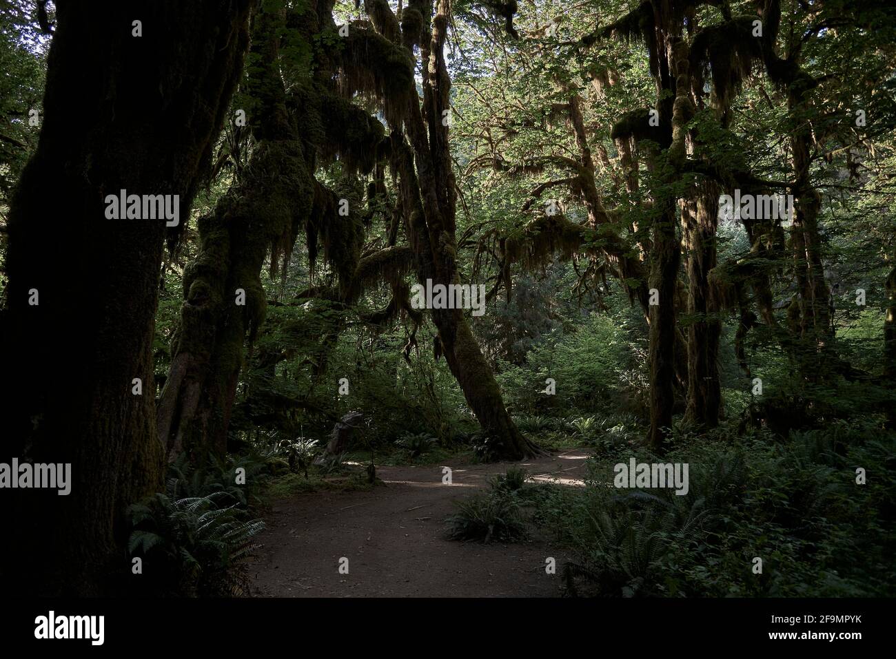 Moss covered trees in Olympic National Forest Washington State Stock ...
