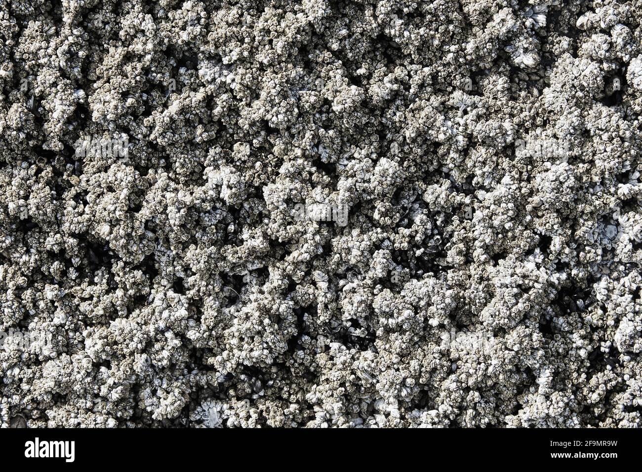 Barnacles texture hi-res stock photography and images - Alamy