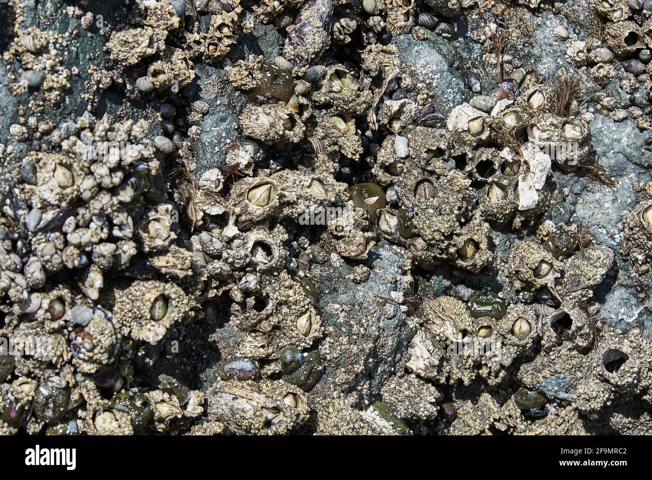 Background Texture of White closed Barnacles at Ruby Beach Washington ...