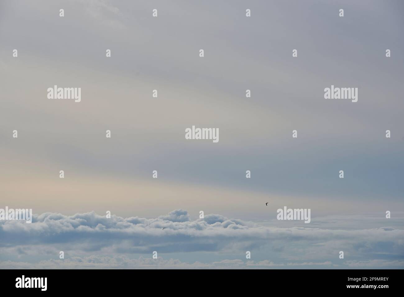Background texture neutral gray sky with seagulls and clouds Stock ...