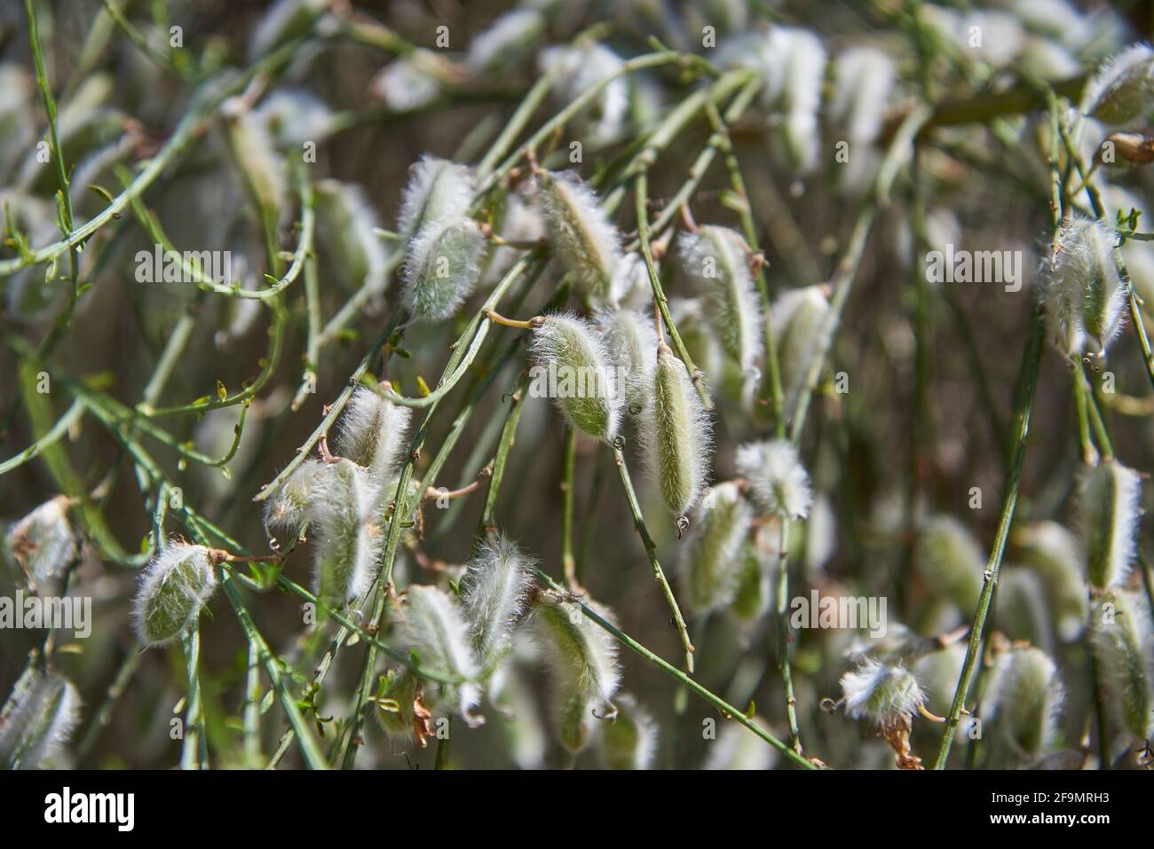 Many furry white green seed pods of beach plant Oregon Stock Photo - Alamy
