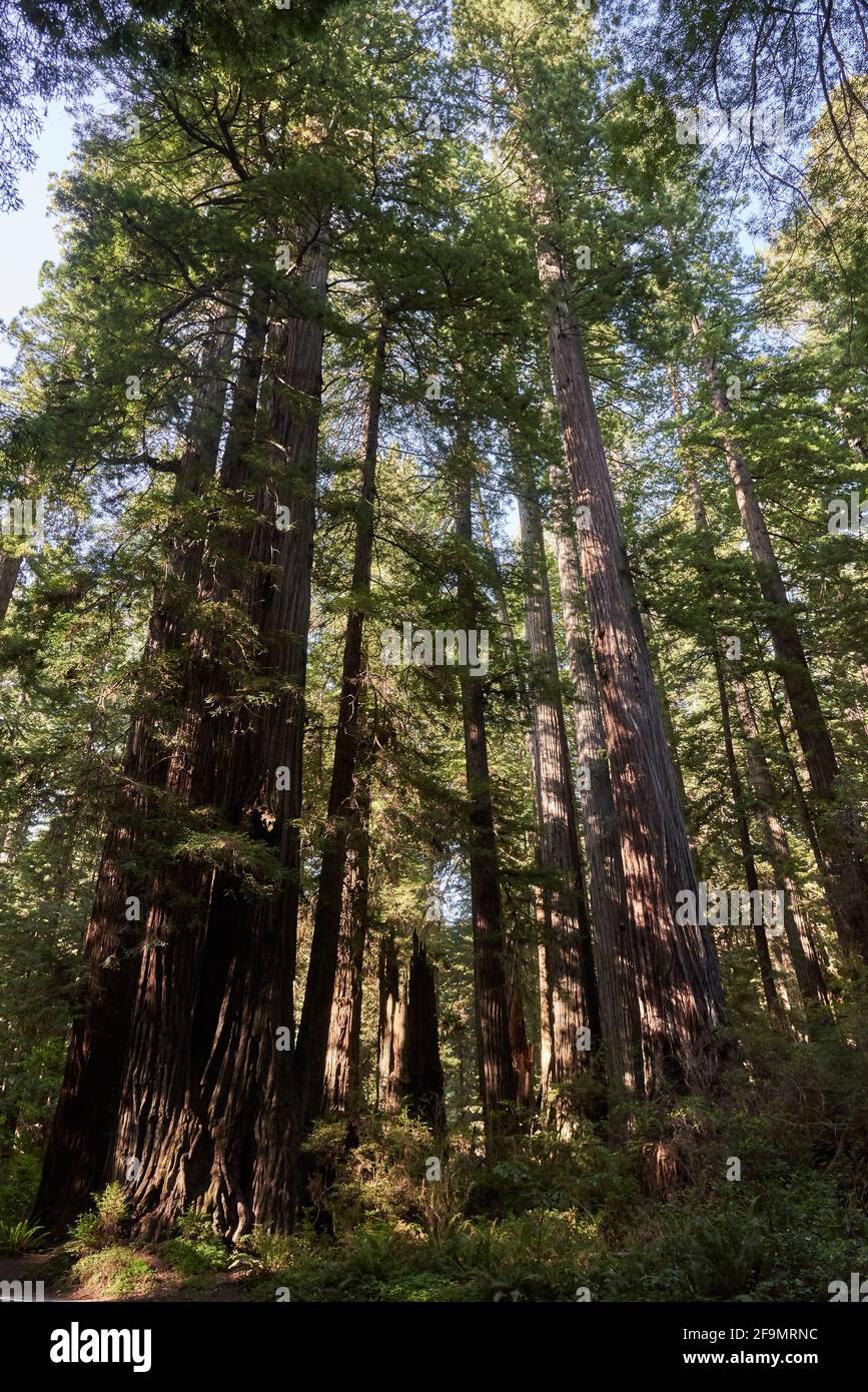 Forest with Giant Redwood Trees in Northern California Stock Photo - Alamy