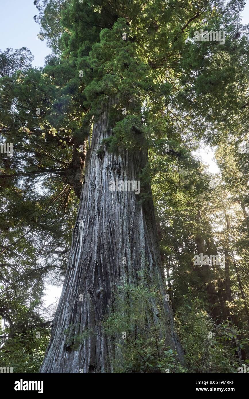 Famous tall Big Tree Giant Redwood in Northern California Stock Photo ...