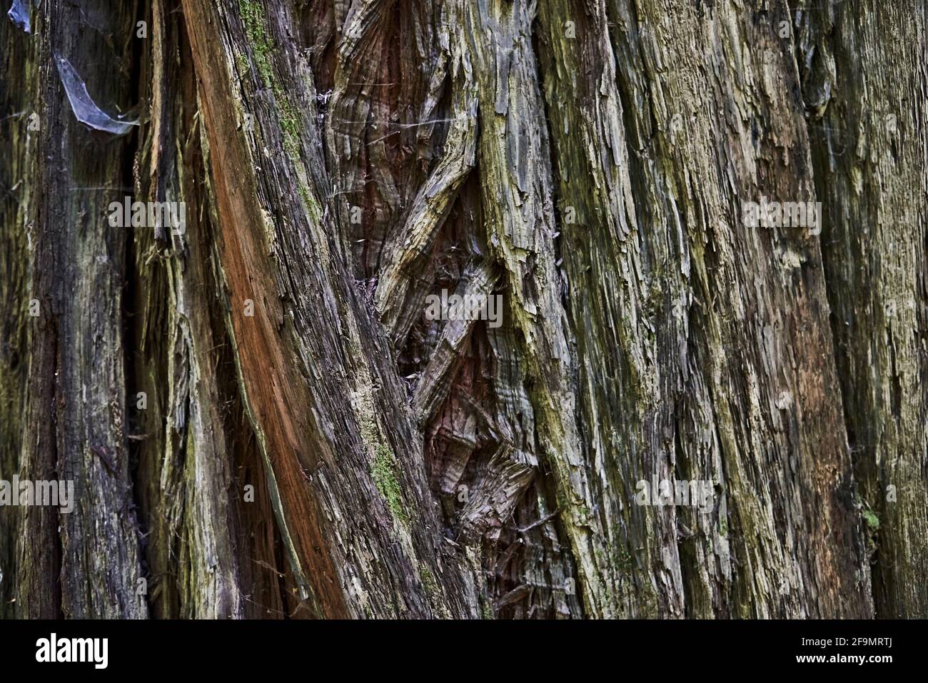 Gnarly bark of Giant Redwood Tree in Northern California Stock Photo ...