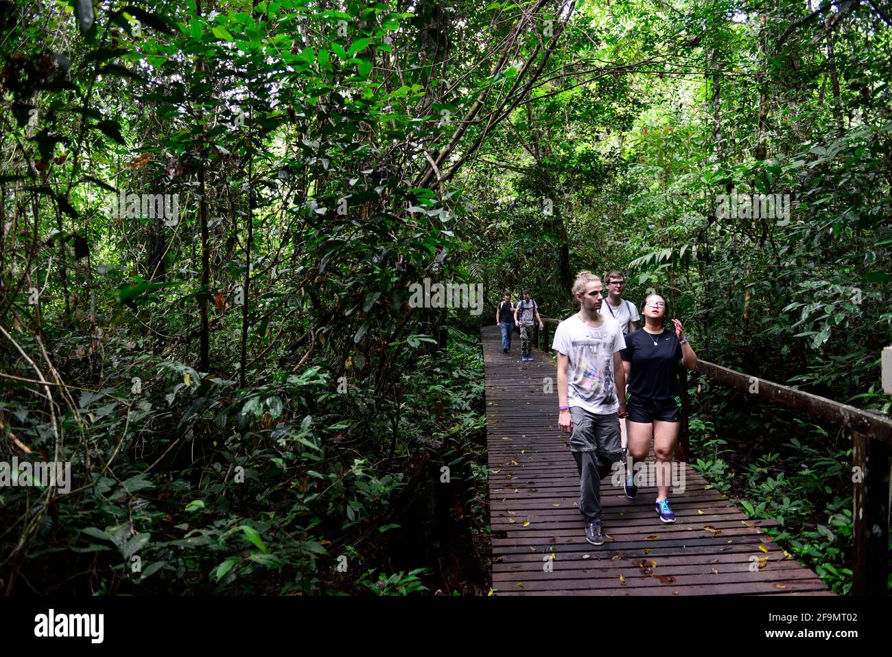 Jungle path hi-res stock photography and images - Alamy