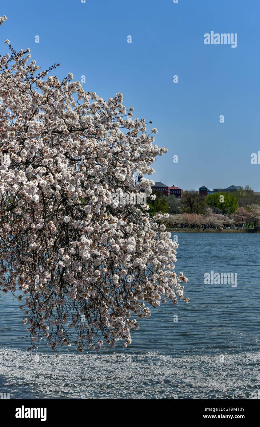 Washington DC, USA and cherry blossoms at the tidal basin in spring ...
