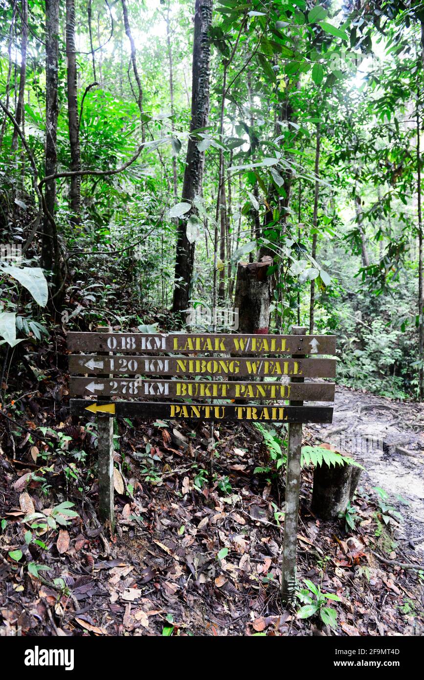 Lambir Hills National Park in Sarawak, Malaysia Stock Photo - Alamy