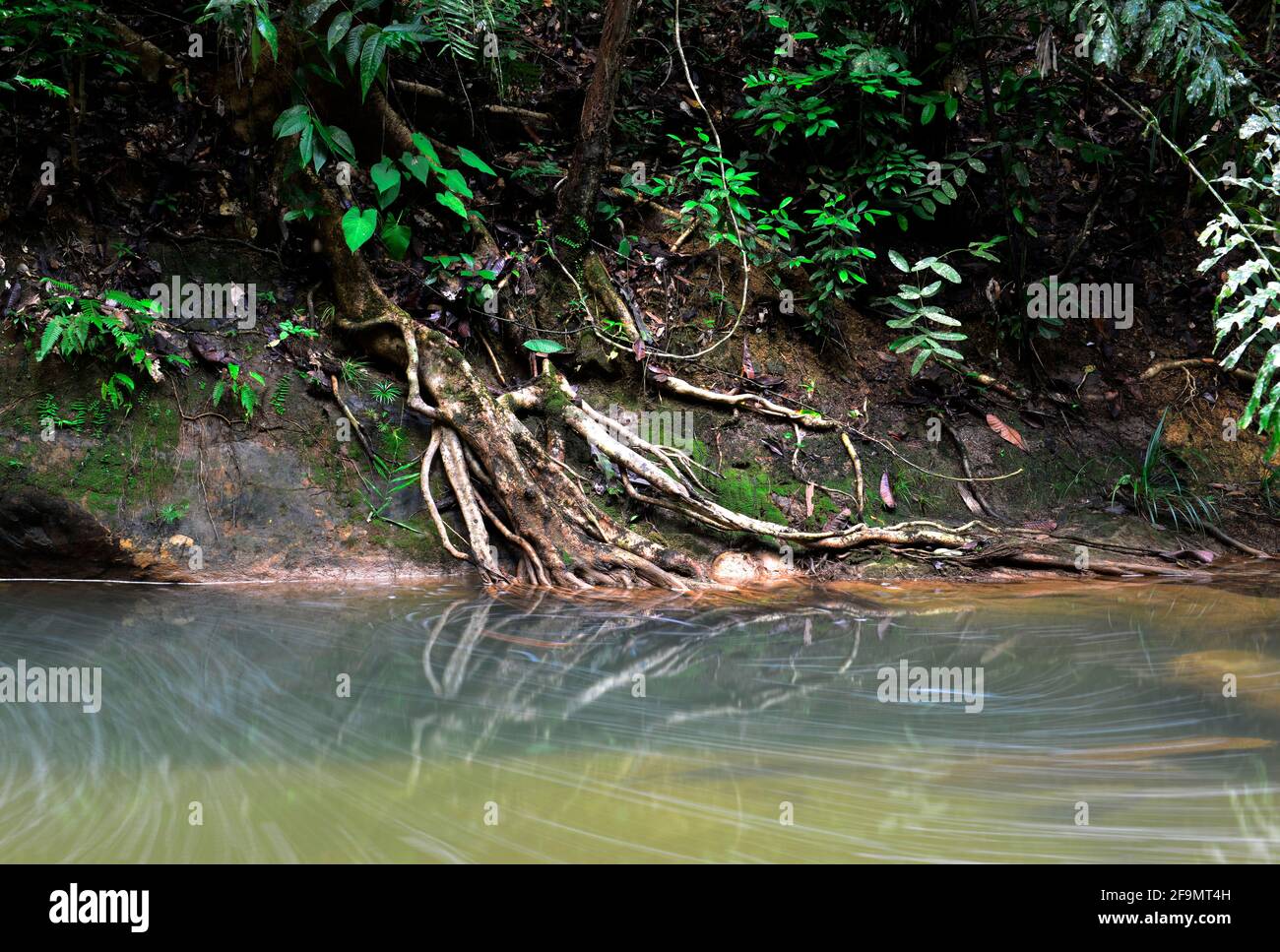 Lambir hills national park hi-res stock photography and images - Alamy