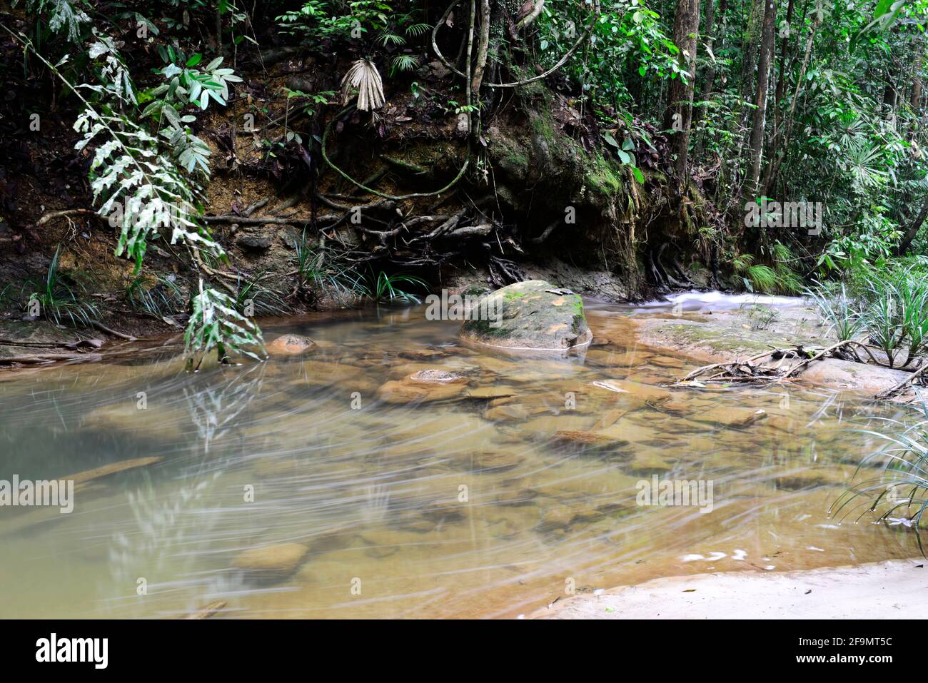 Lambir Hills National Park in Sarawak, Malaysia Stock Photo - Alamy