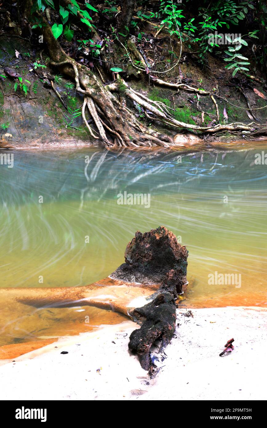 Lambir Hills National Park in Sarawak, Malaysia Stock Photo - Alamy