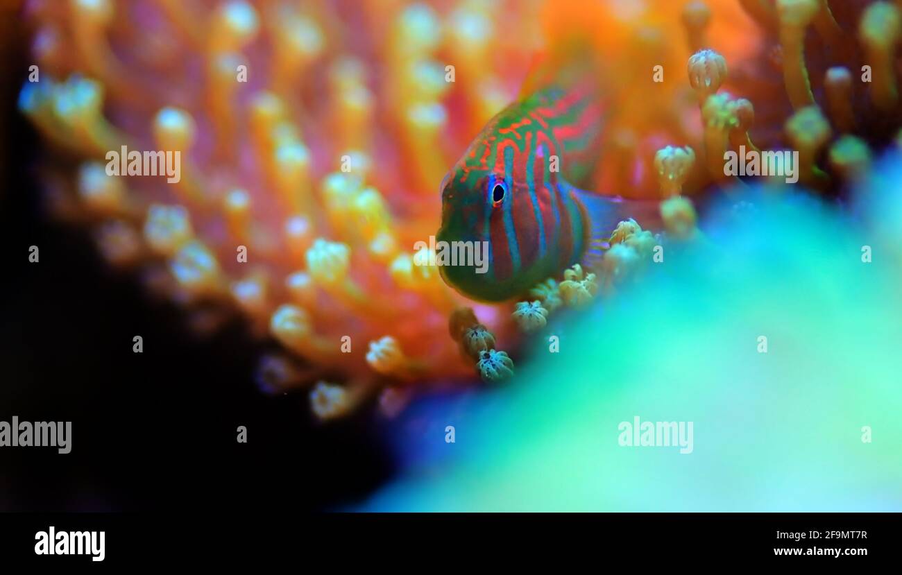 Green Clown Coral Goby - Gobiodon histrio Stock Photo - Alamy