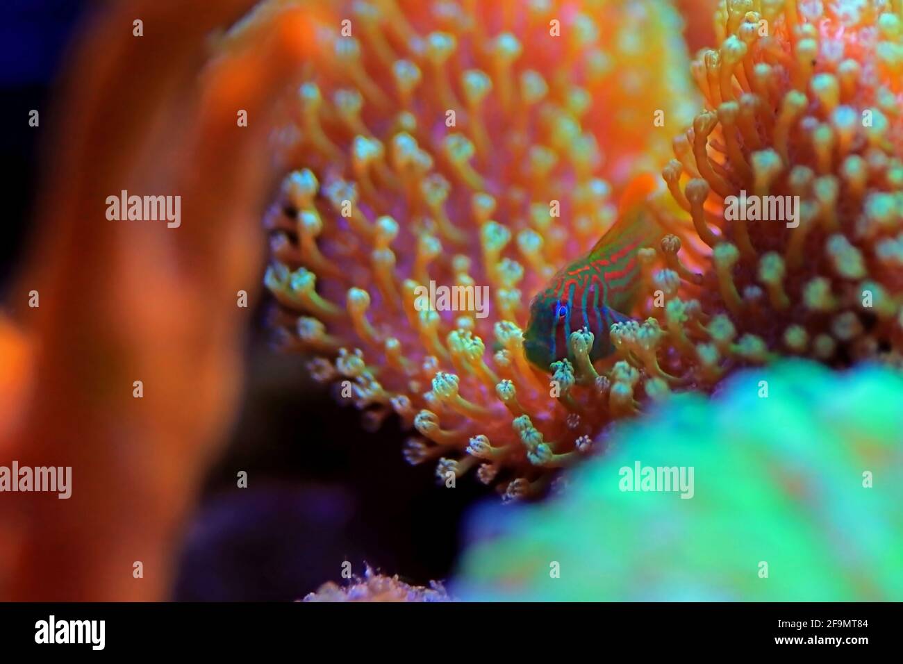 Green Clown Coral Goby - Gobiodon histrio Stock Photo - Alamy