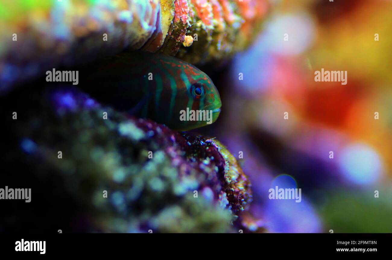 Green Clown Coral Goby - Gobiodon histrio Stock Photo - Alamy