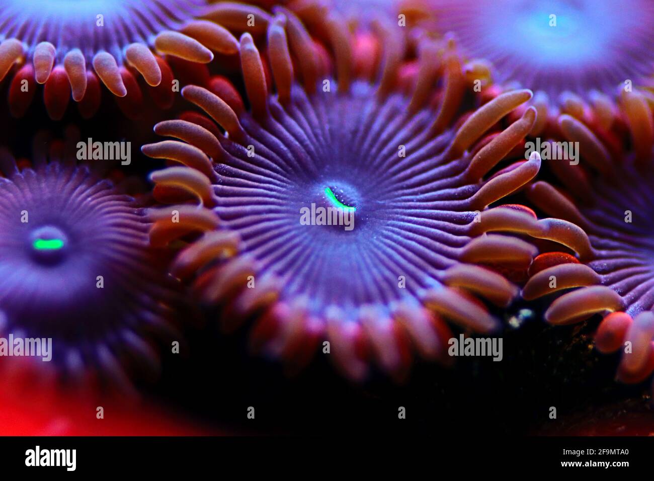 Happy eater hi-res stock photography and images - Alamy