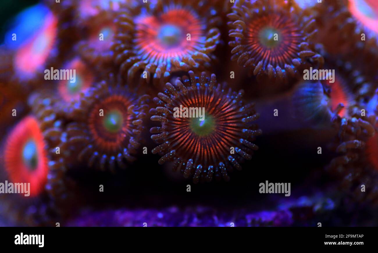 Zoas hi-res stock photography and images - Alamy
