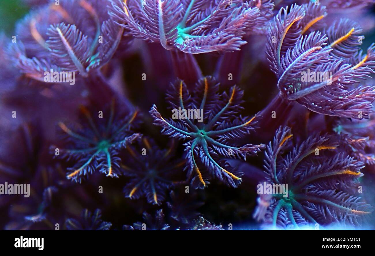 Clavulariidae hi-res stock photography and images - Alamy