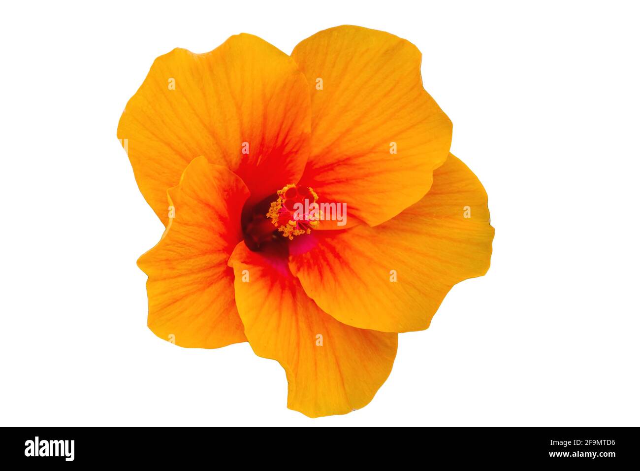 Macro of orange China Rose flower (Chinese hibiscus, Hibiscus rosa ...