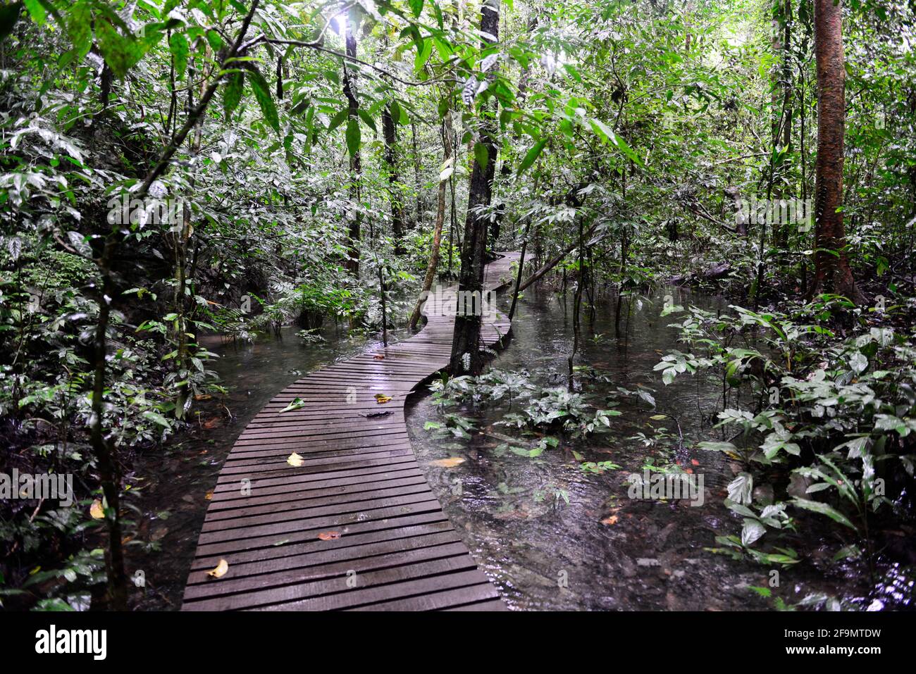 A jungle walkway in Gunung Mulu national park in Sarawak, Malaysia ...