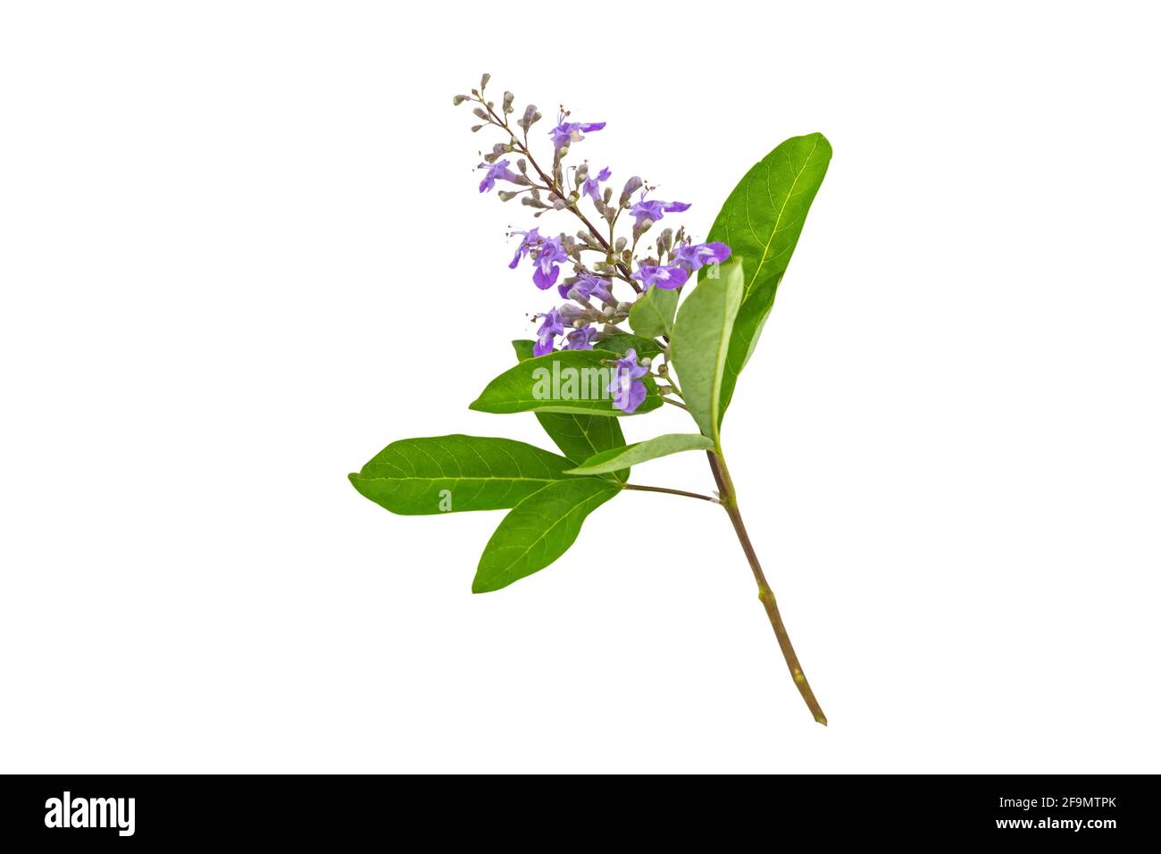 Close up violet flower Vitex trifolia Linn or Indian Privet is herb in ...