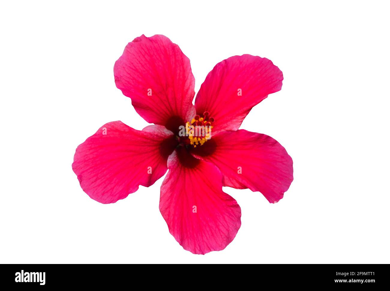Macro of pink China Rose flower (Chinese hibiscus, Hibiscus rosa ...