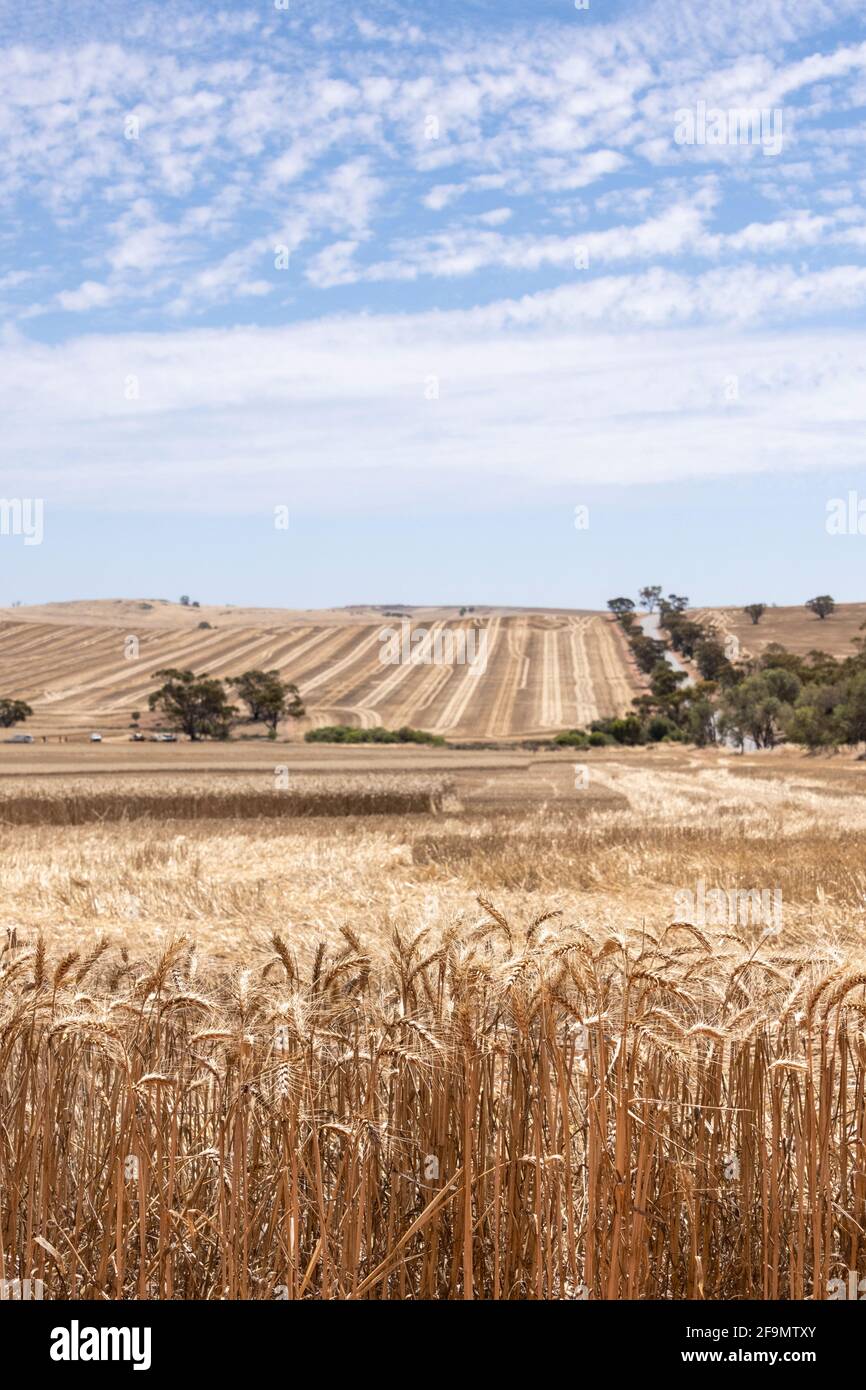 Wheat fields during harvest Stock Photo - Alamy