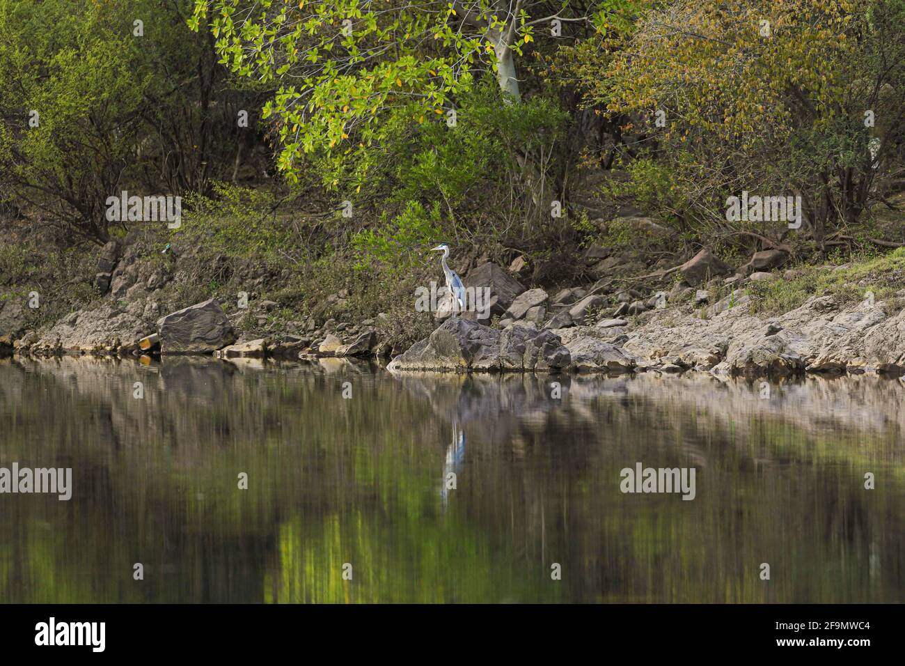 A gray heron perches on a rock on the banks of the Yaqui River, a long ...