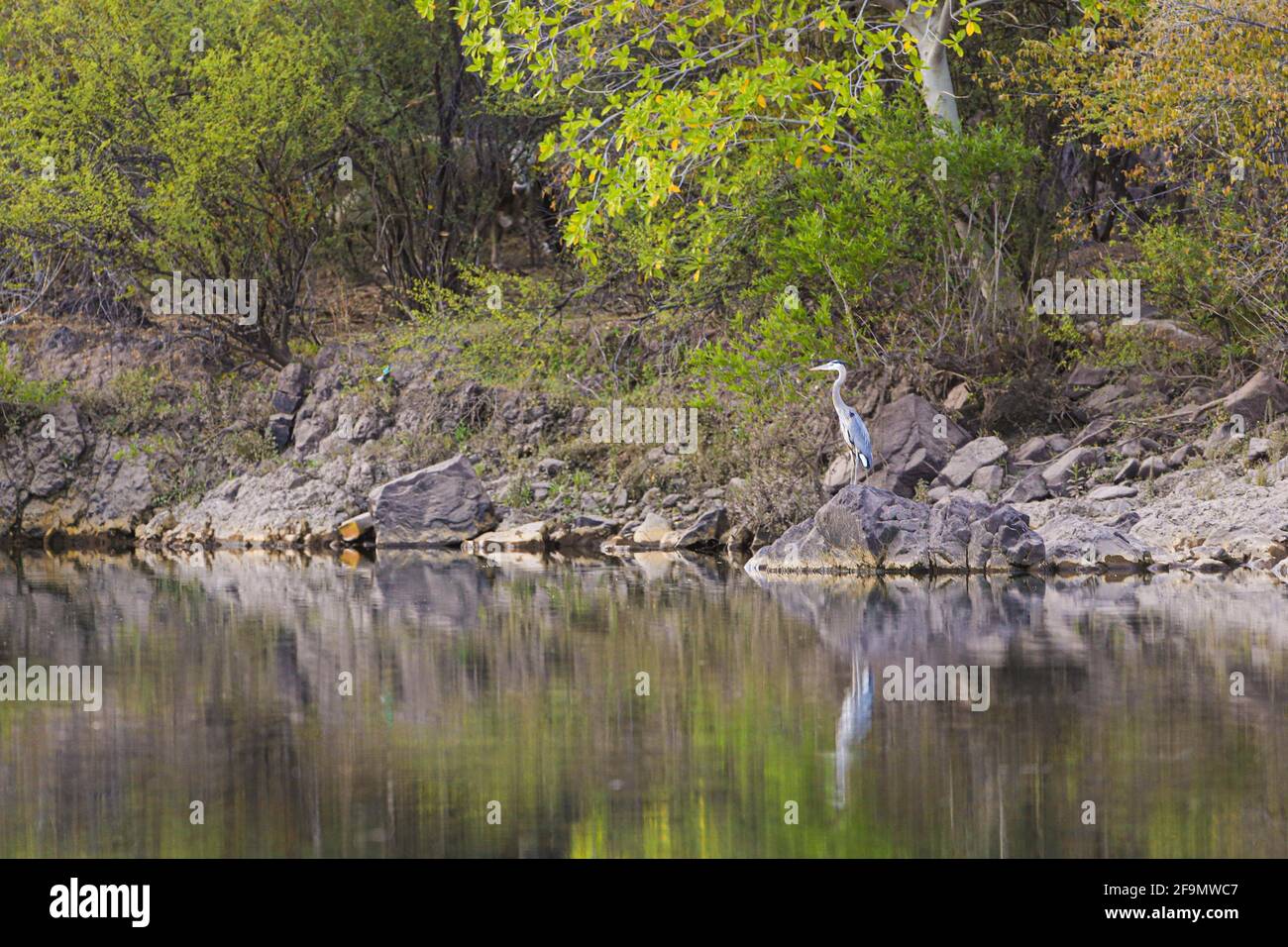 Naturaleza de la garza hi-res stock photography and images - Alamy