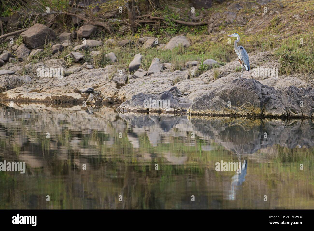A gray heron perches on a rock on the banks of the Yaqui River, a long ...