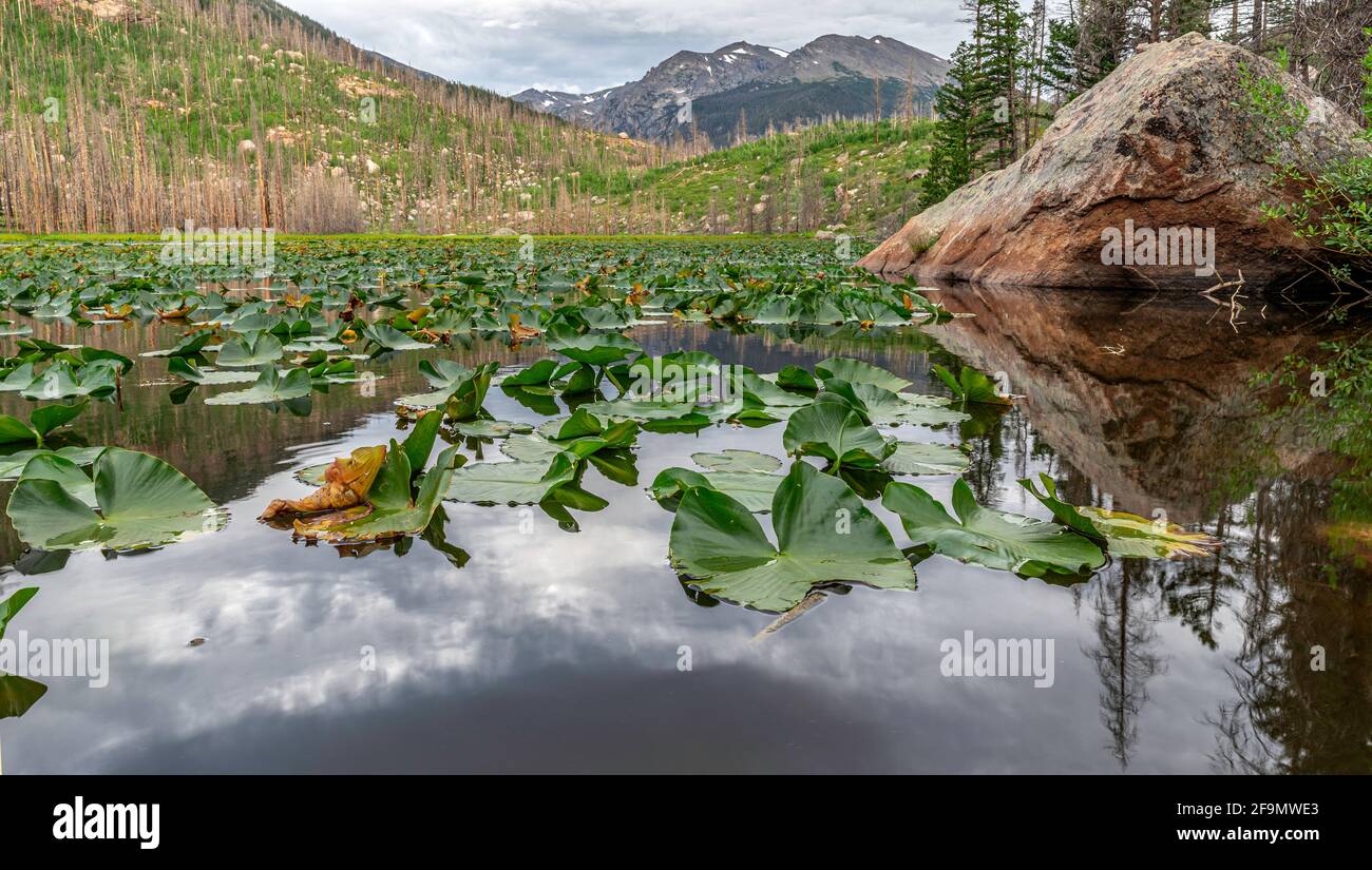 Cub Lake at Rocky Mountain National Park summer time, covered in lily ...
