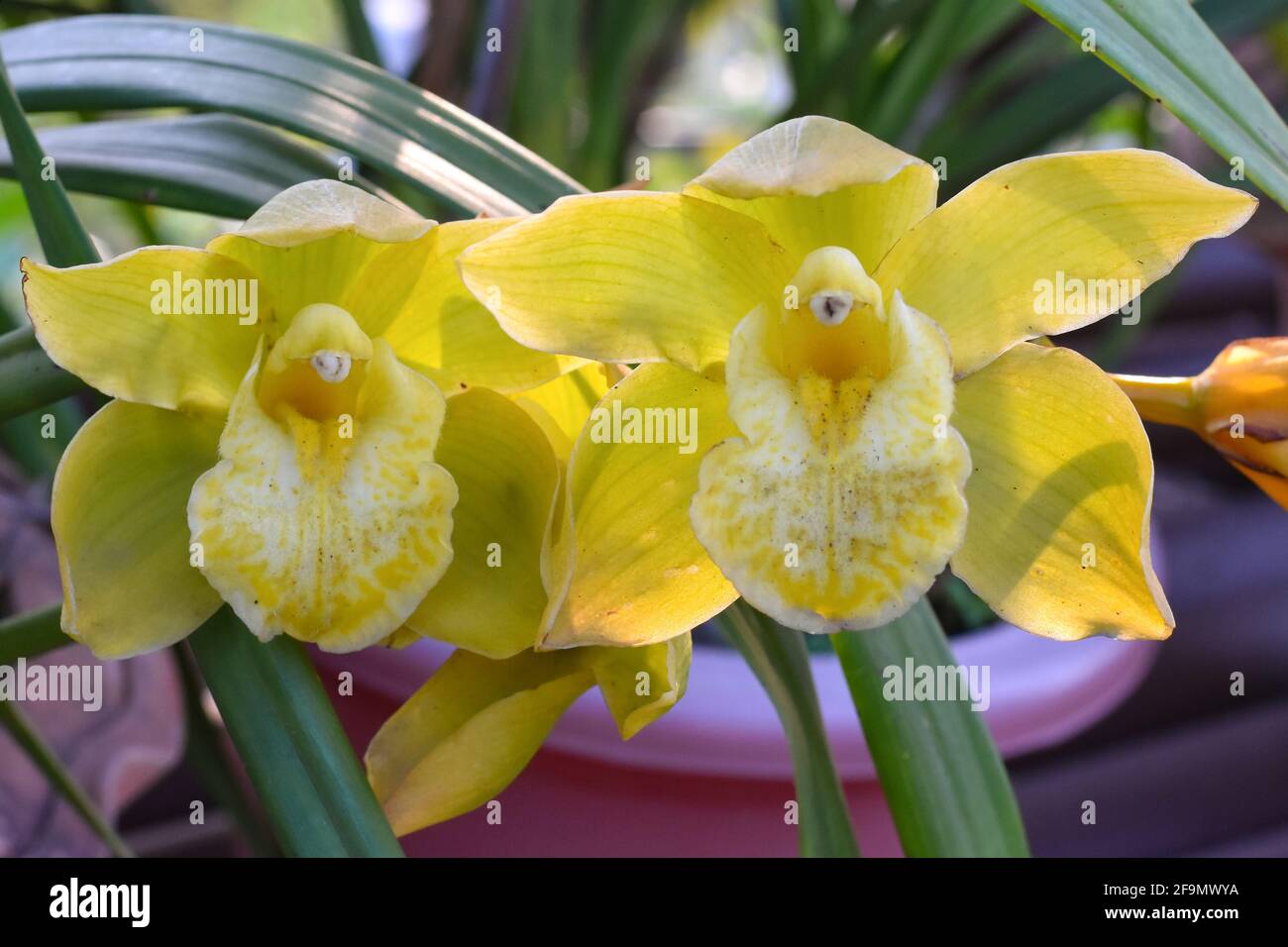 Orchid yellow cymbidium hi-res stock photography and images - Alamy