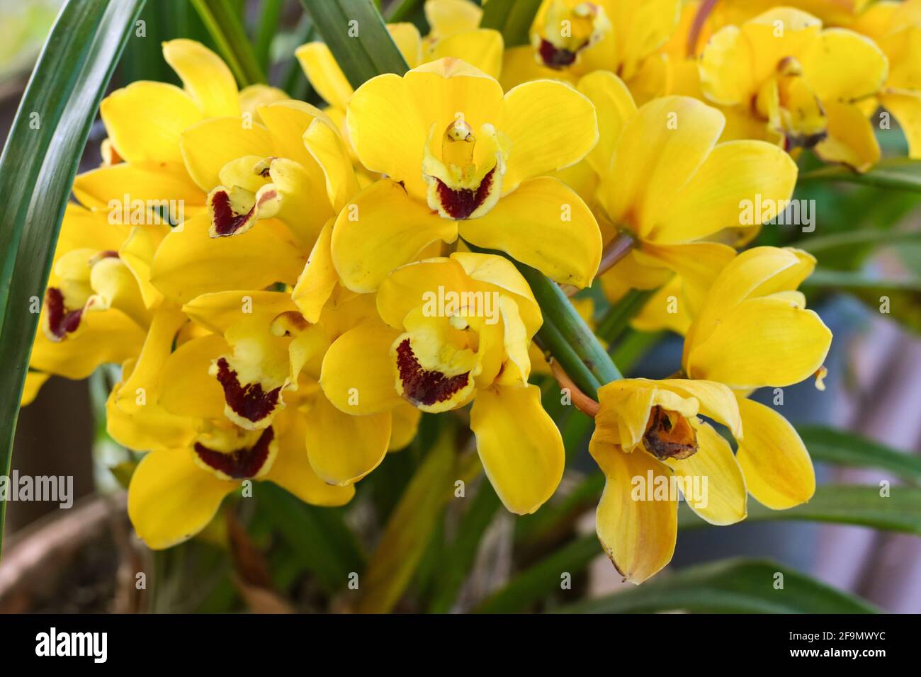 Yellow colored Cymbidium , commonly known as boat orchid Stock Photo ...