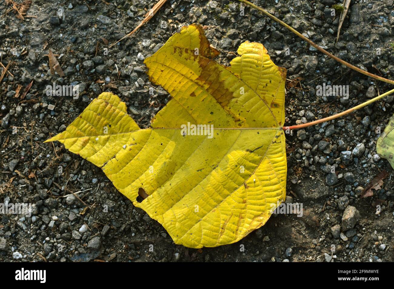 Mulberry leaf hi-res stock photography and images - Alamy