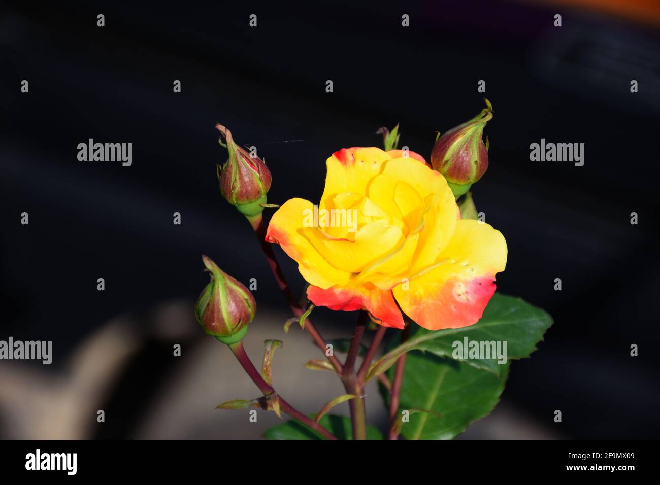 Yellow rose bud hi-res stock photography and images - Alamy