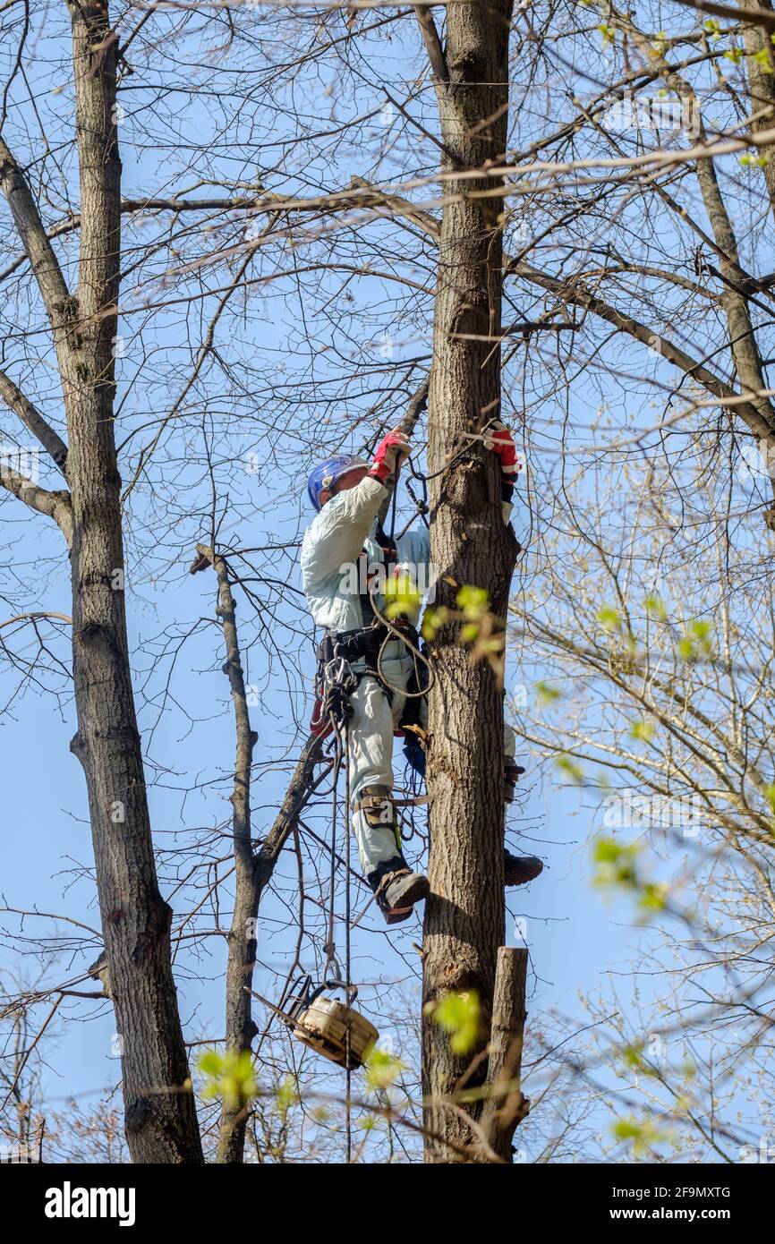 A worker in a helmet on ropes climbs up a tree to trim branches ...