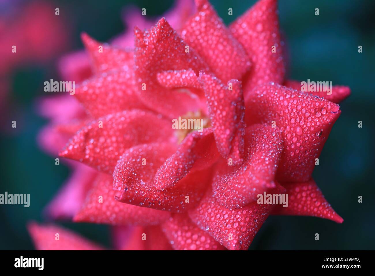 Rose desktop wallpaper hi-res stock photography and images - Alamy