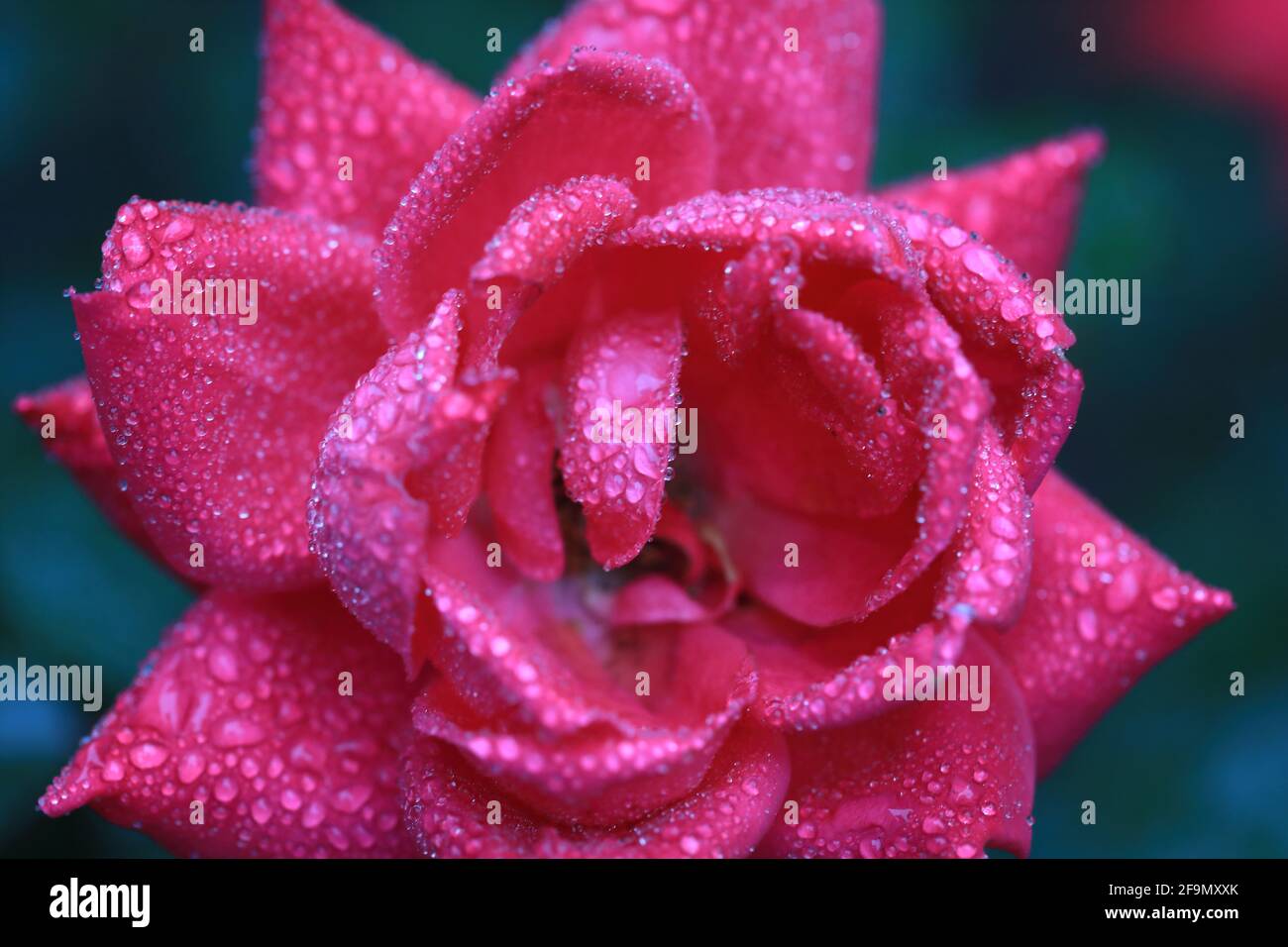 Rose pc wallpaper hi-res stock photography and images - Alamy