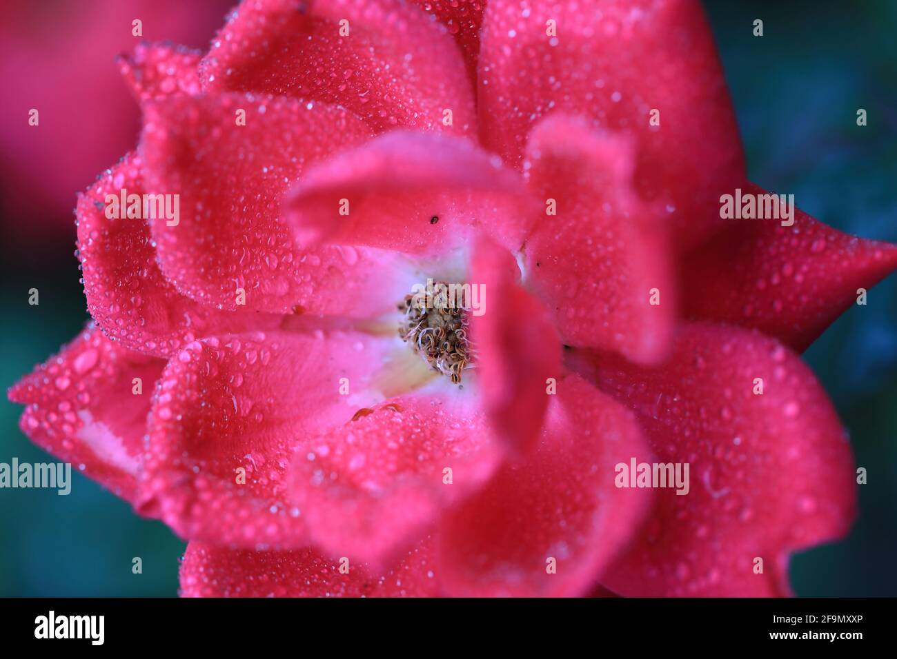 Rose desktop wallpaper hi-res stock photography and images - Alamy