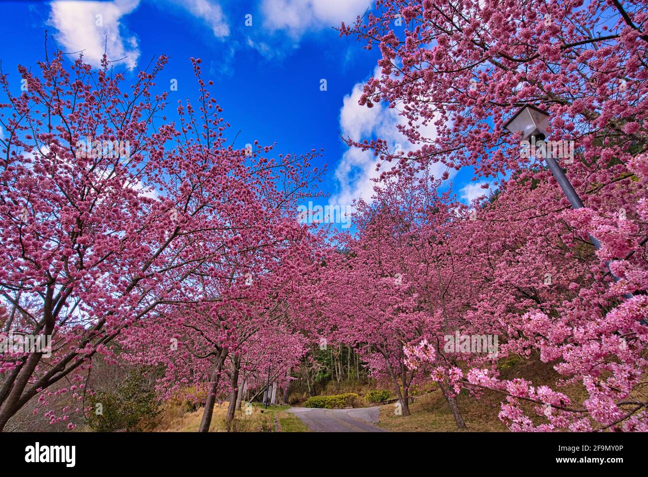 Beautiful cherry blooms (sakura tree) in the park. Cherry blossom ...