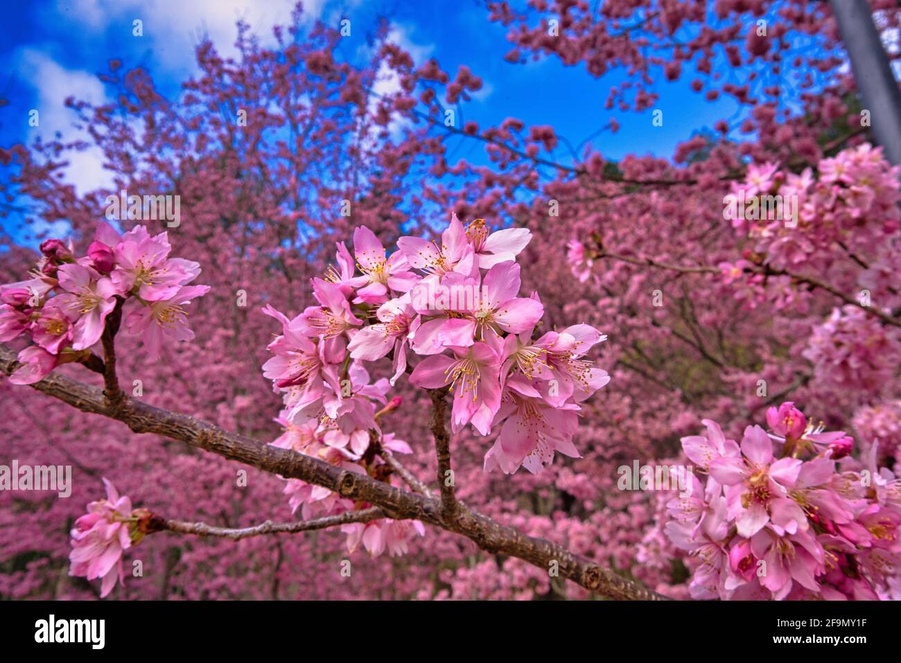Beautiful cherry blooms (sakura tree) in the park. Cherry blossom ...