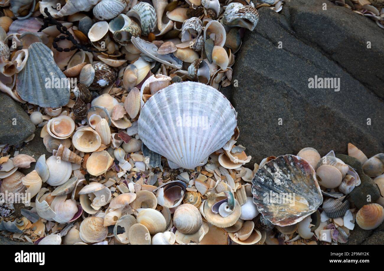 Discarded scallop shells hi-res stock photography and images - Alamy