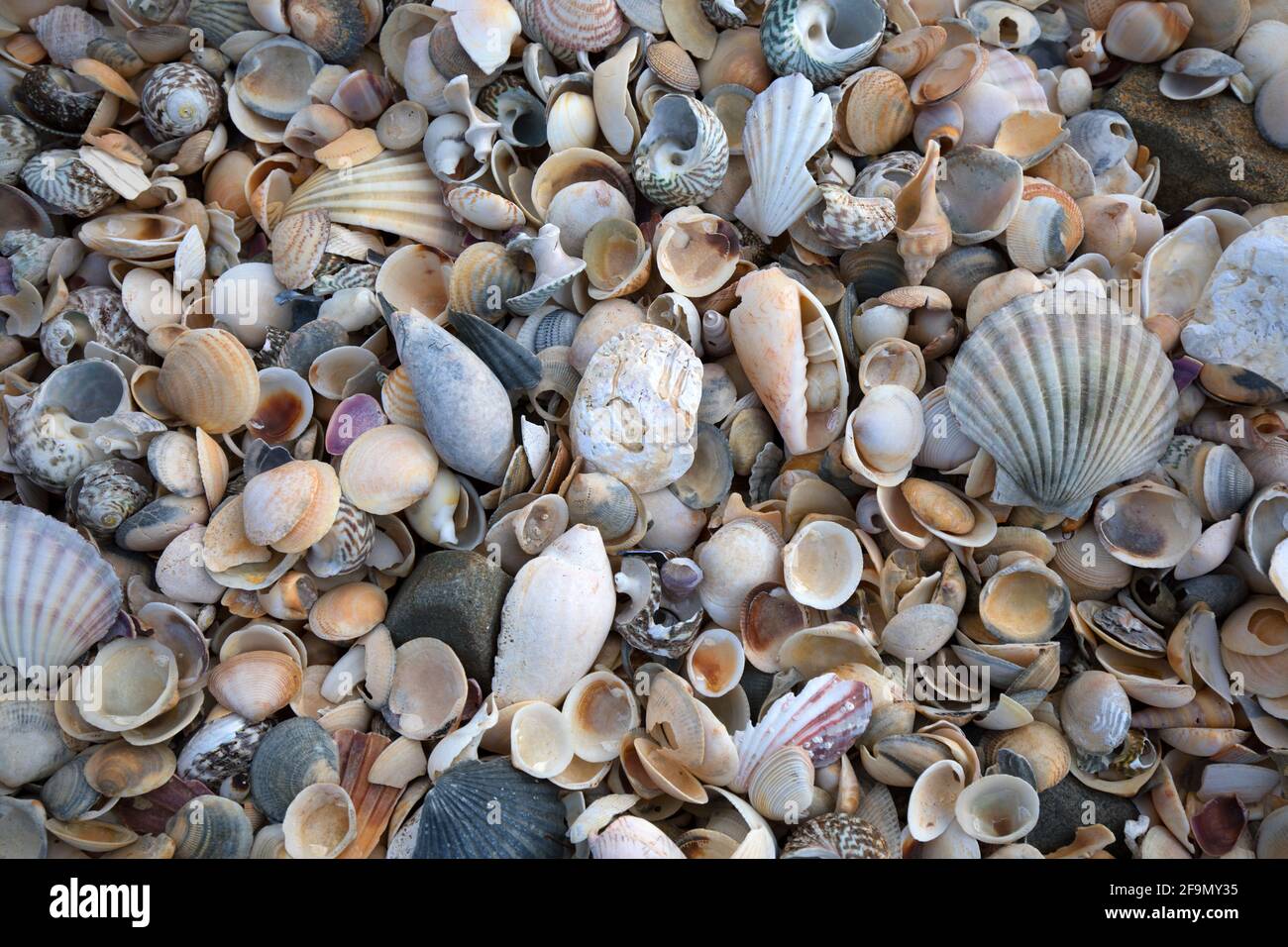 Stones and seashells on the beach hi-res stock photography and images ...