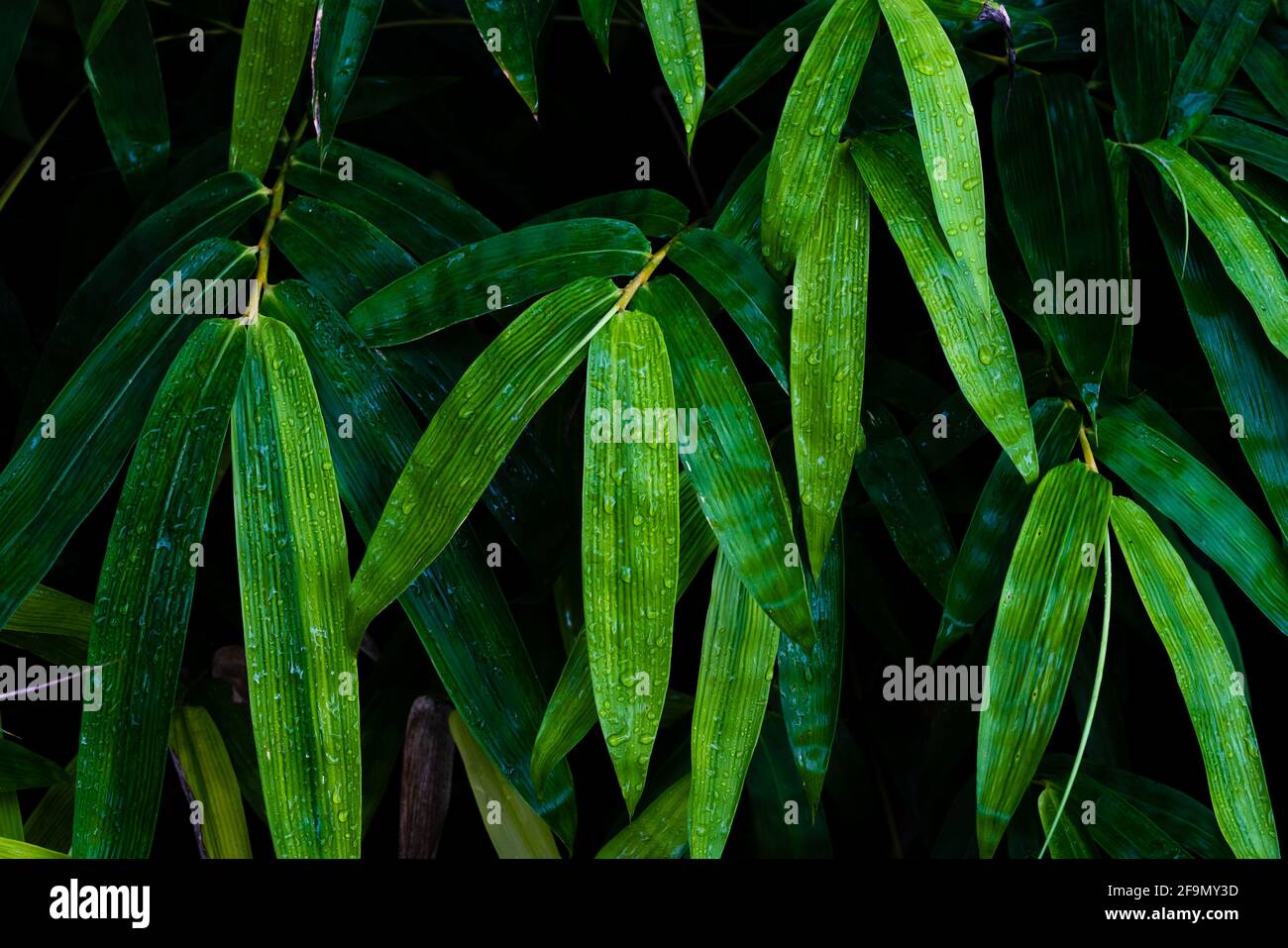 Bamboo stalk, Bamboo background in dark tone, Bamboo forest Stock Photo ...