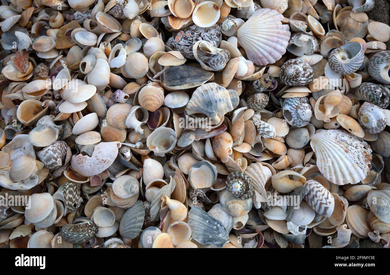 Large group of anima hi-res stock photography and images - Alamy